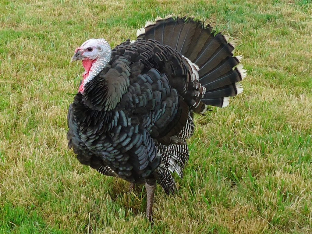 Poultry – Train Whistle Farm